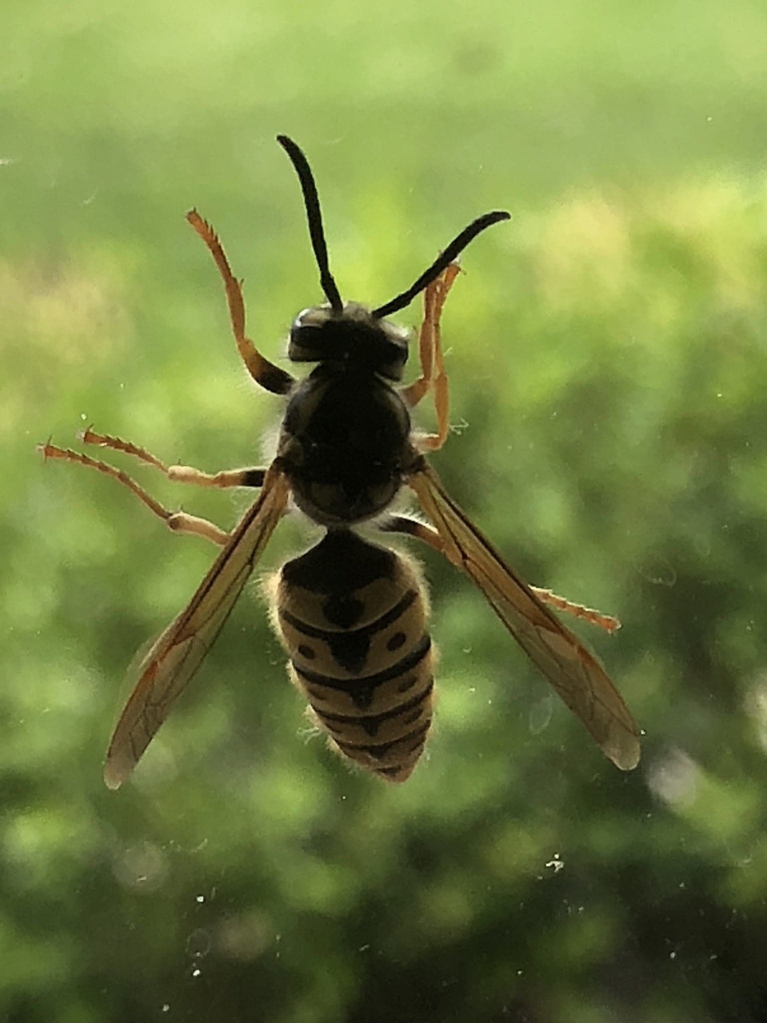 European Wasps are invading Wollondilly and The Southern Highlands